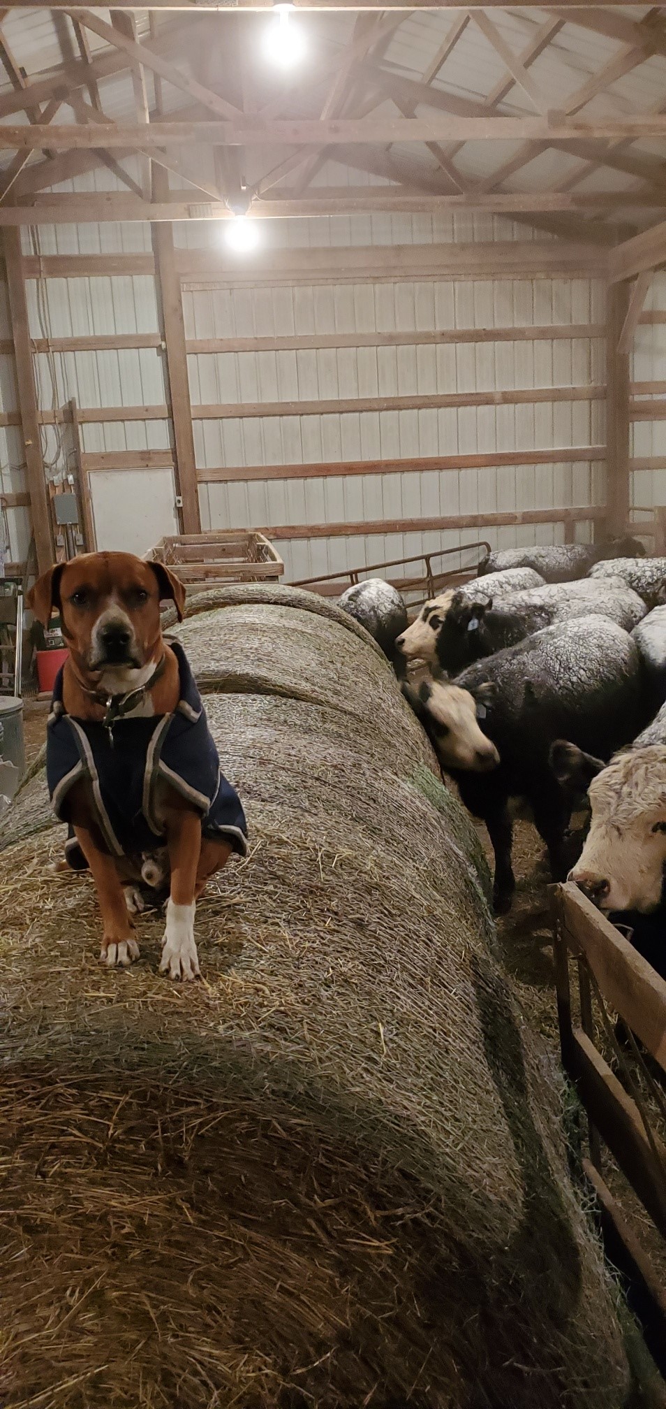 dog with heifers in barn – Hold It Right There