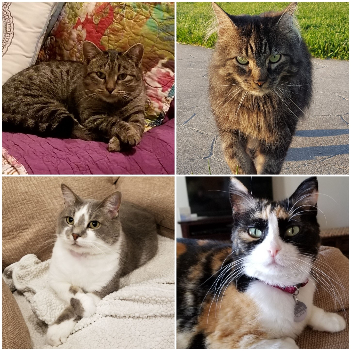 four cats – Hold It Right There