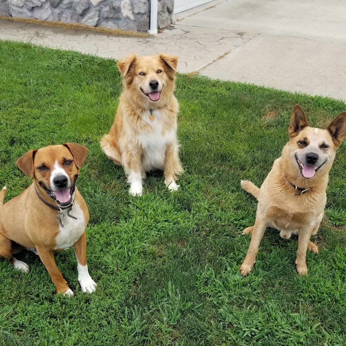 three dogs – Hold It Right There